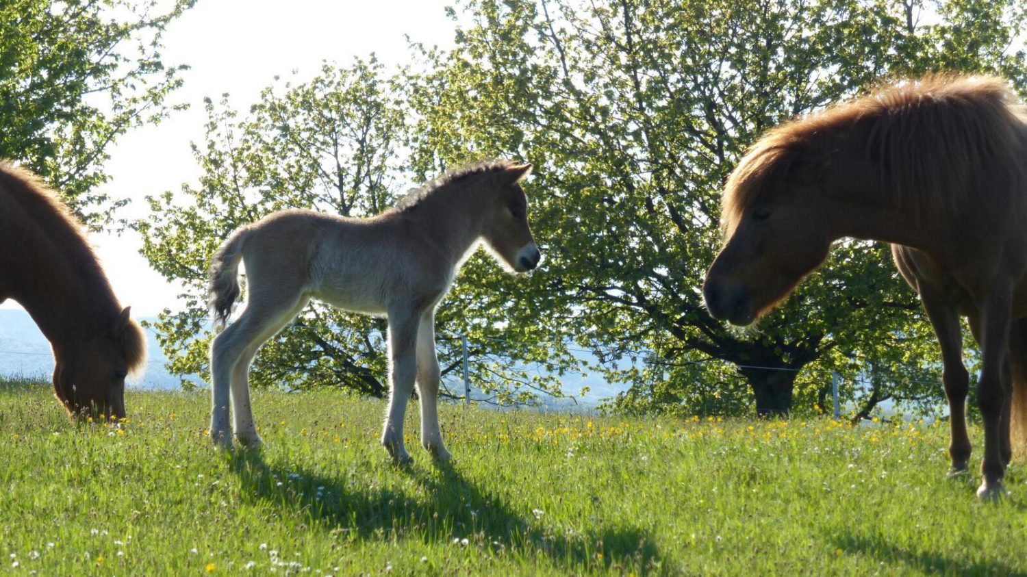 Update Háfur – miia.at