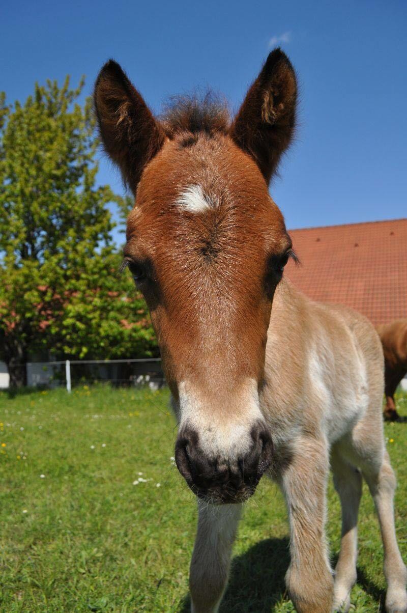 Update Háfur – miia.at