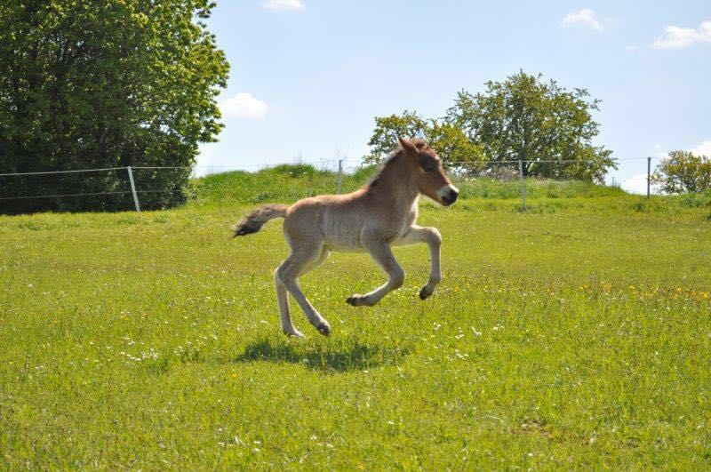 Update Háfur – miia.at