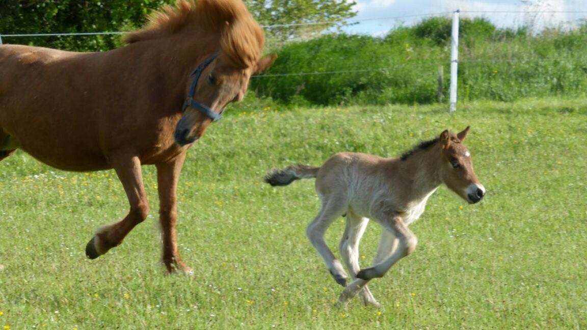 Update Háfur – miia.at